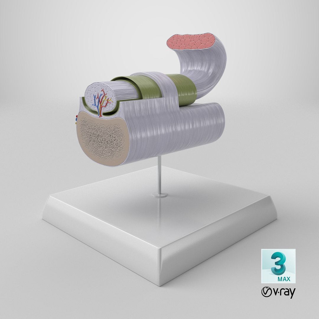 3D Fibrous Tendon Sheath Anatomy Layered On Stand - TurboSquid 2509293