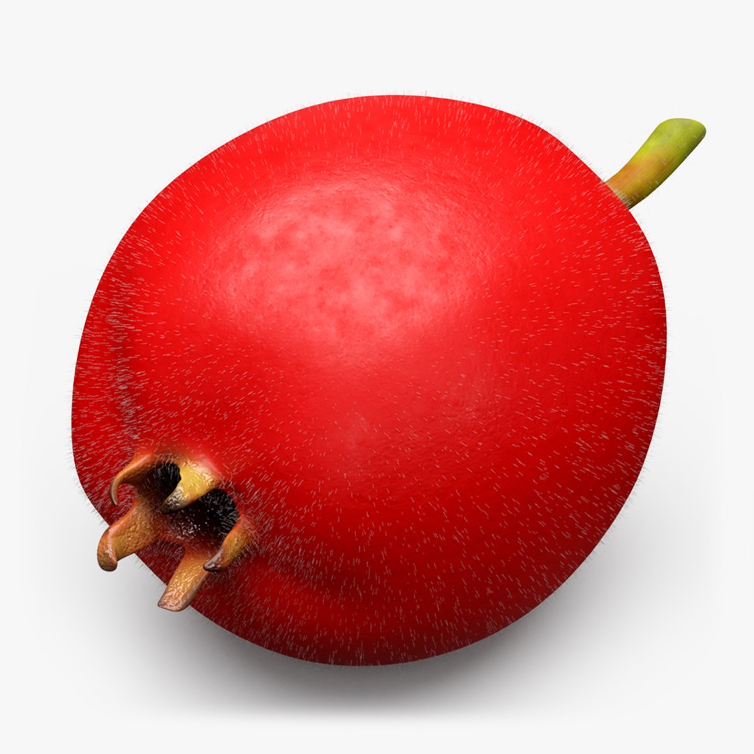 3D Hawthorn Berry Fur model - TurboSquid 2017684