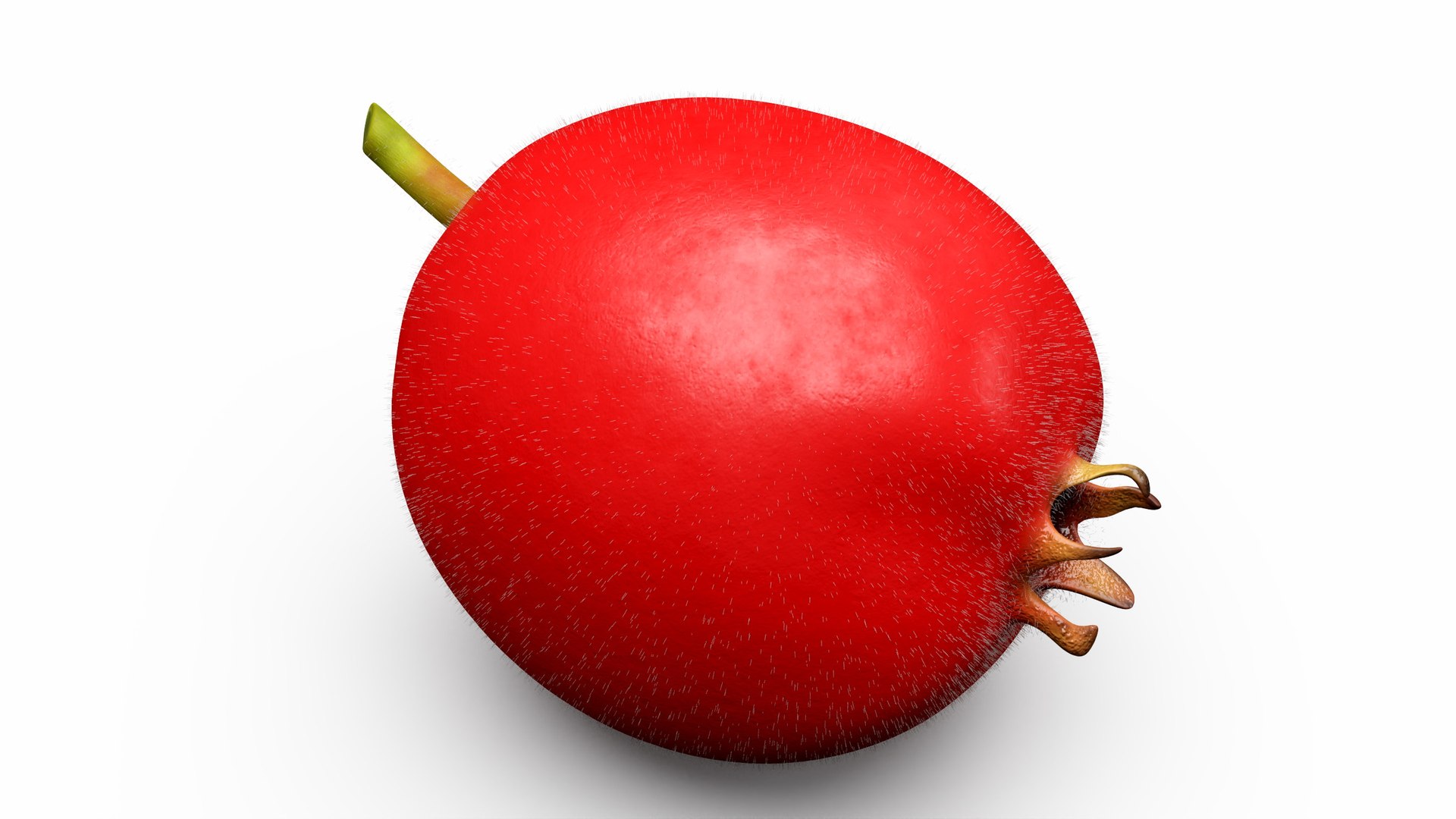 3D Hawthorn Berry Fur Model - TurboSquid 2017684