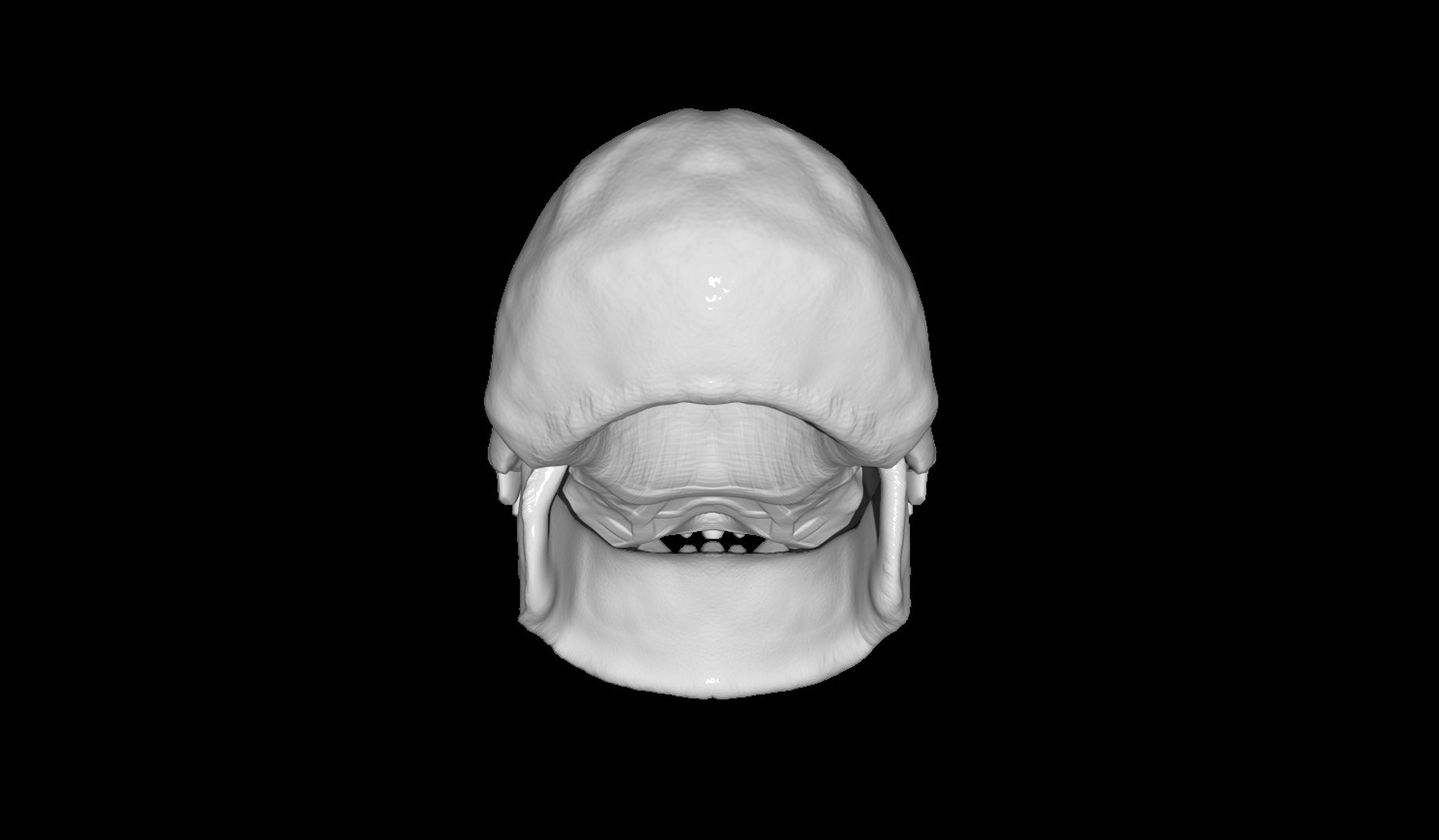 3D Creature Skull Model - TurboSquid 2101141