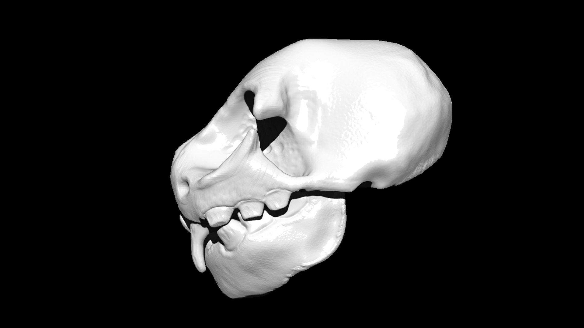 3D Creature Skull Model - TurboSquid 2101141