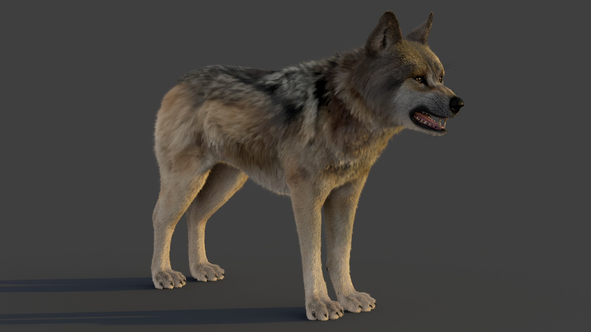 3D Wolf Xgen model - TurboSquid 2067598