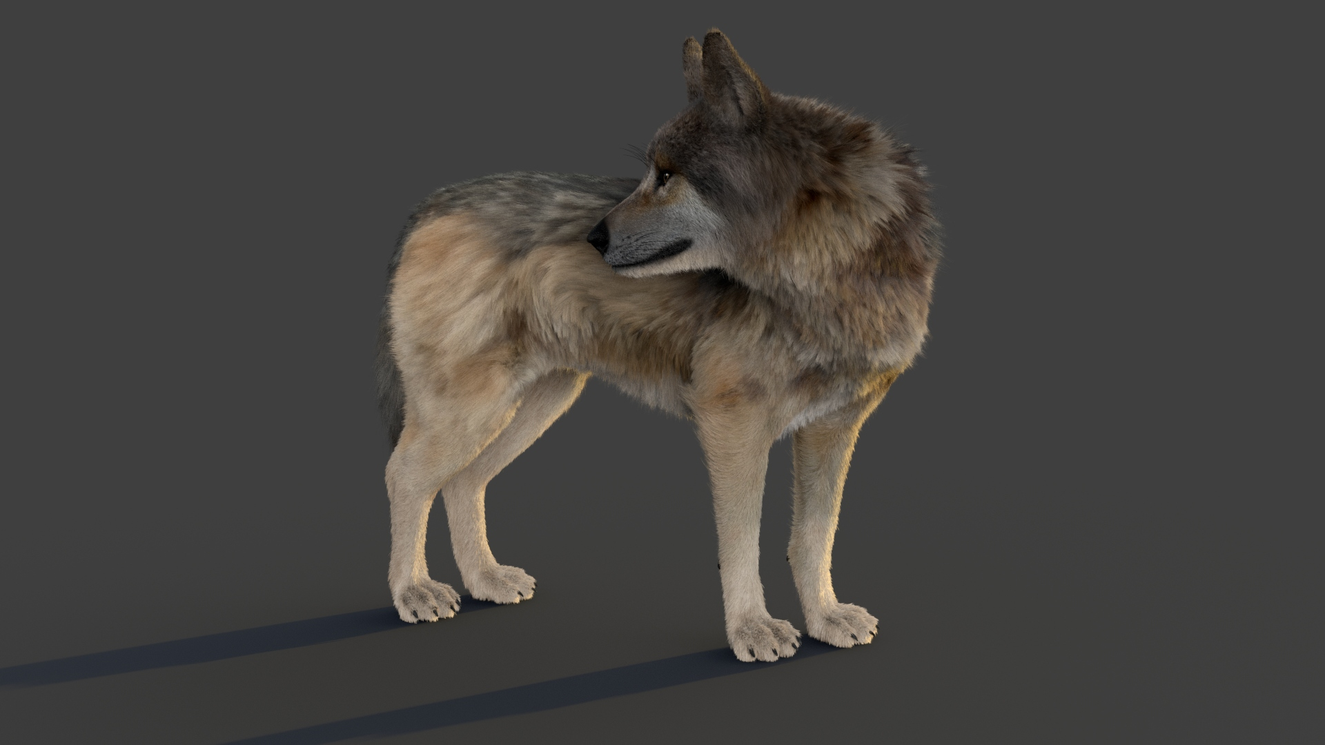 3D Wolf Xgen model - TurboSquid 2067598