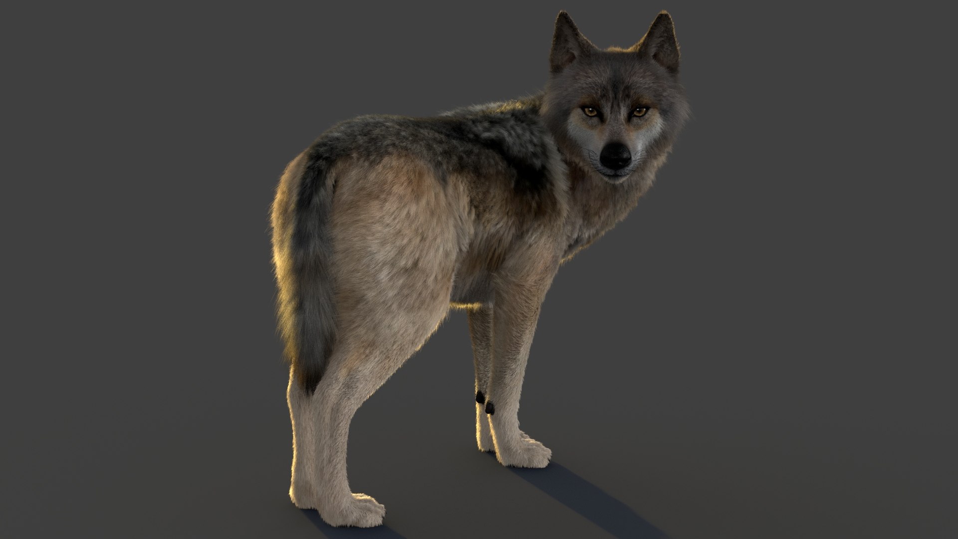 3D Wolf Xgen model - TurboSquid 2067598