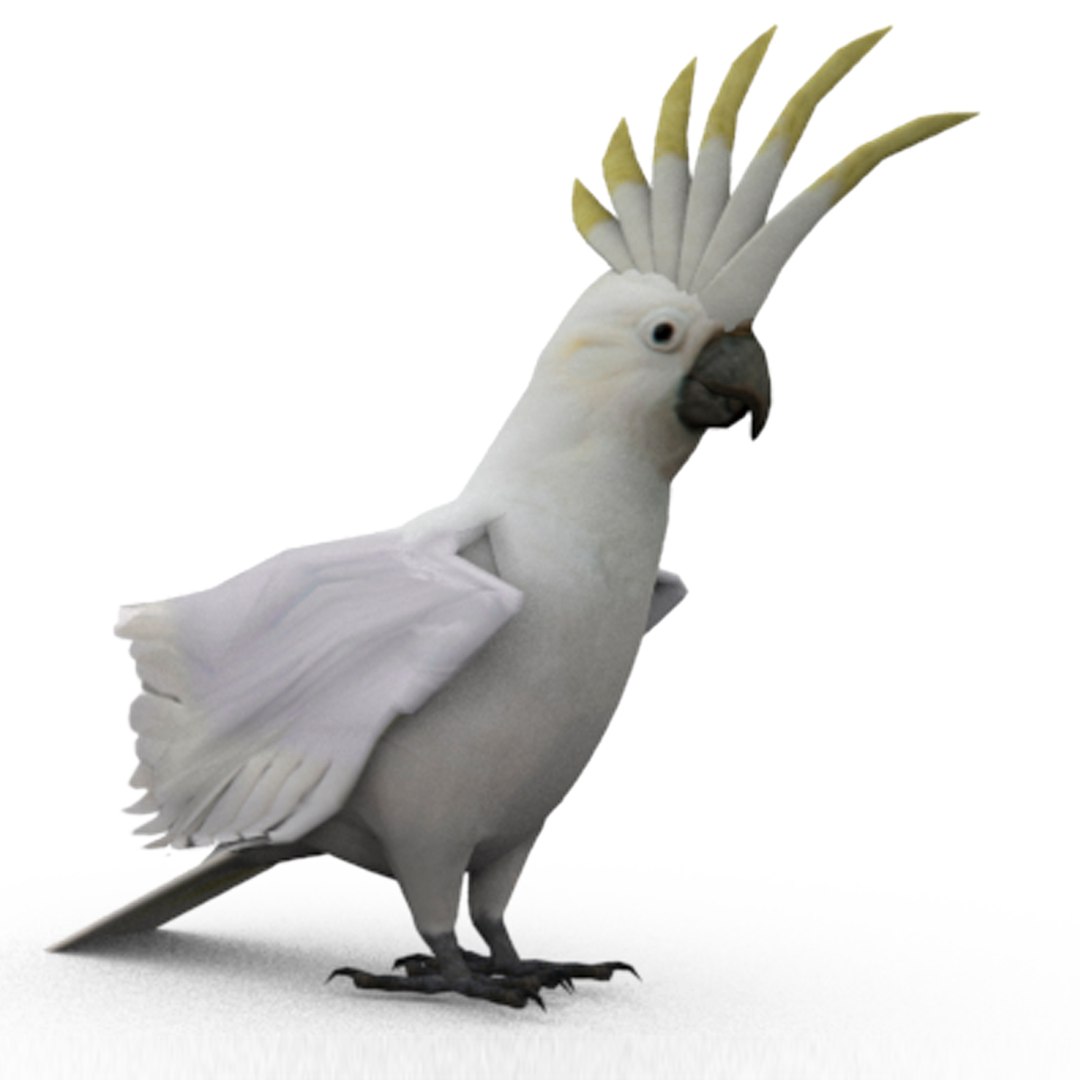 3D cockatoo animations model - TurboSquid 1159376