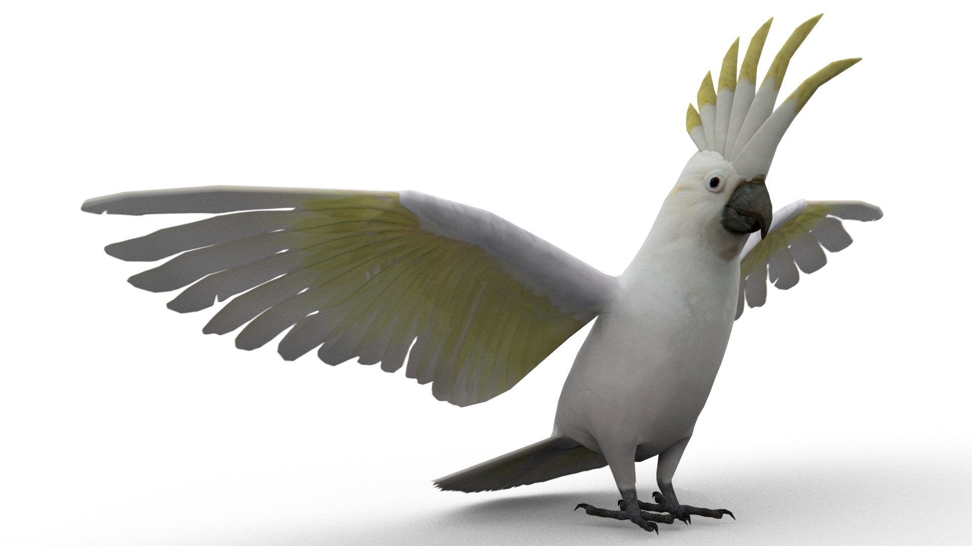 3D Cockatoo Animations Model - TurboSquid 1159376