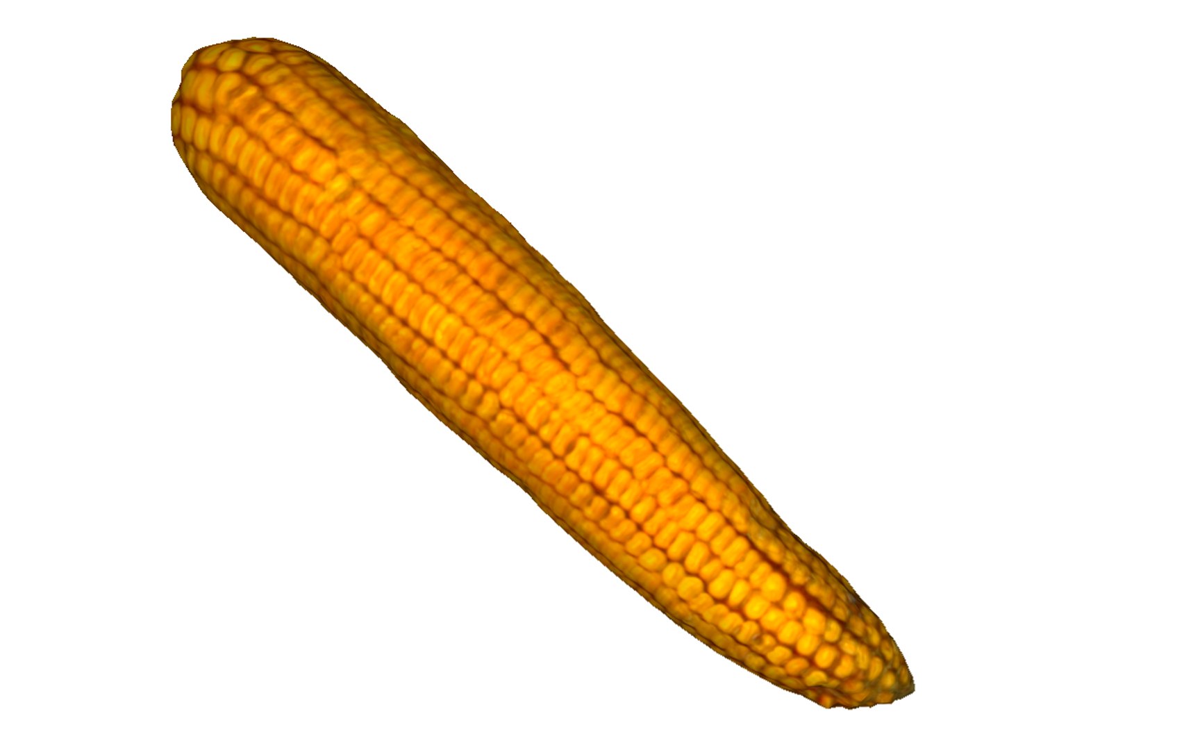 3D Corn Cob - TurboSquid 1604073