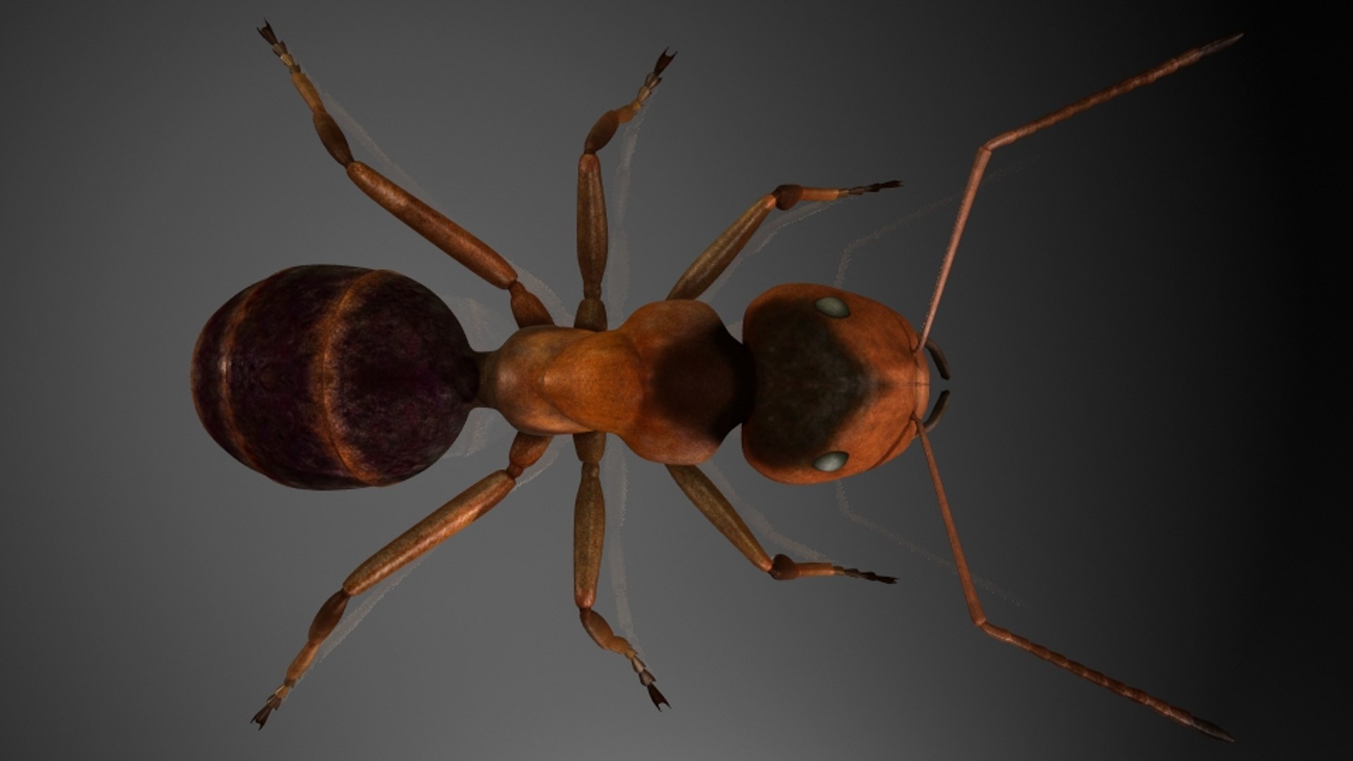 Formica Yessensis Forel 3D Model - TurboSquid 1324054