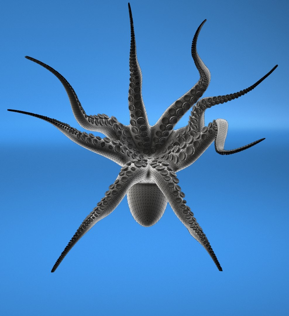 Octopus Octopoda 3d Lwo