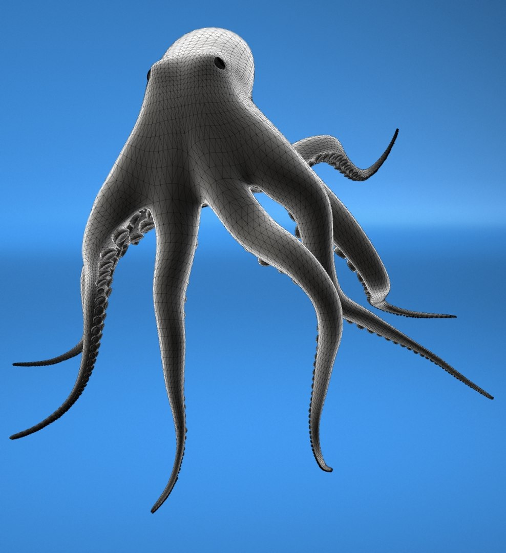 Octopus Octopoda 3d Lwo