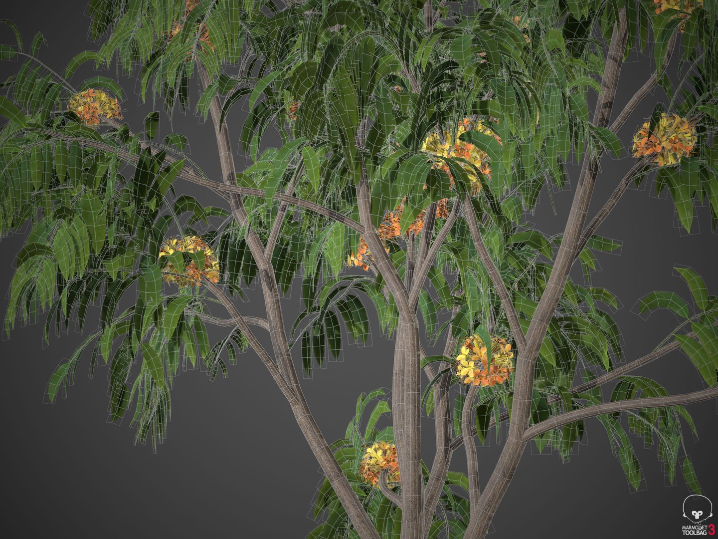 Ashoka Tree 3D Model - TurboSquid 1679694