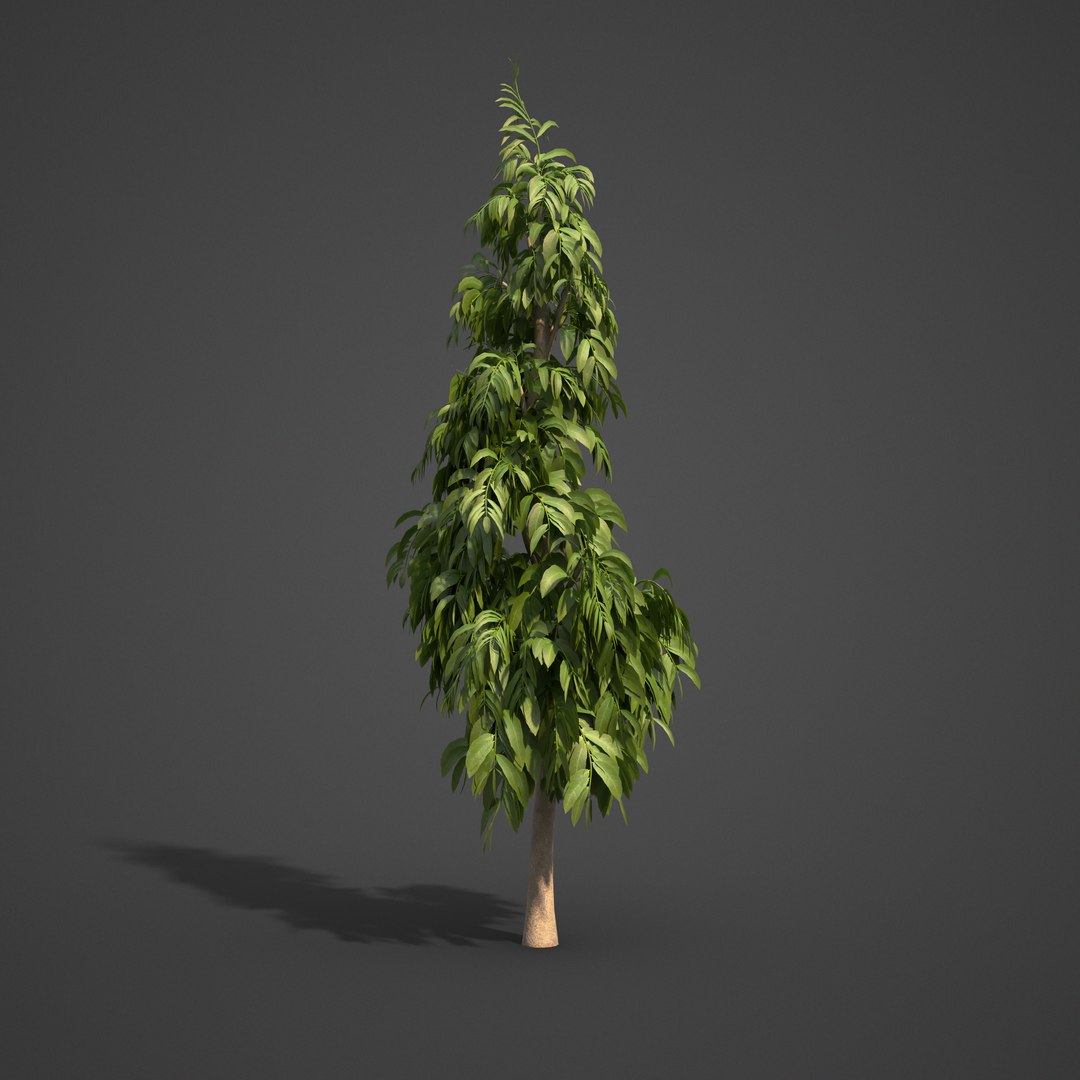 Ashoka Tree 3D Model - TurboSquid 1679694