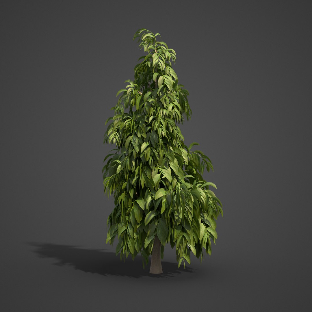 Ashoka Tree 3D Model - TurboSquid 1679694