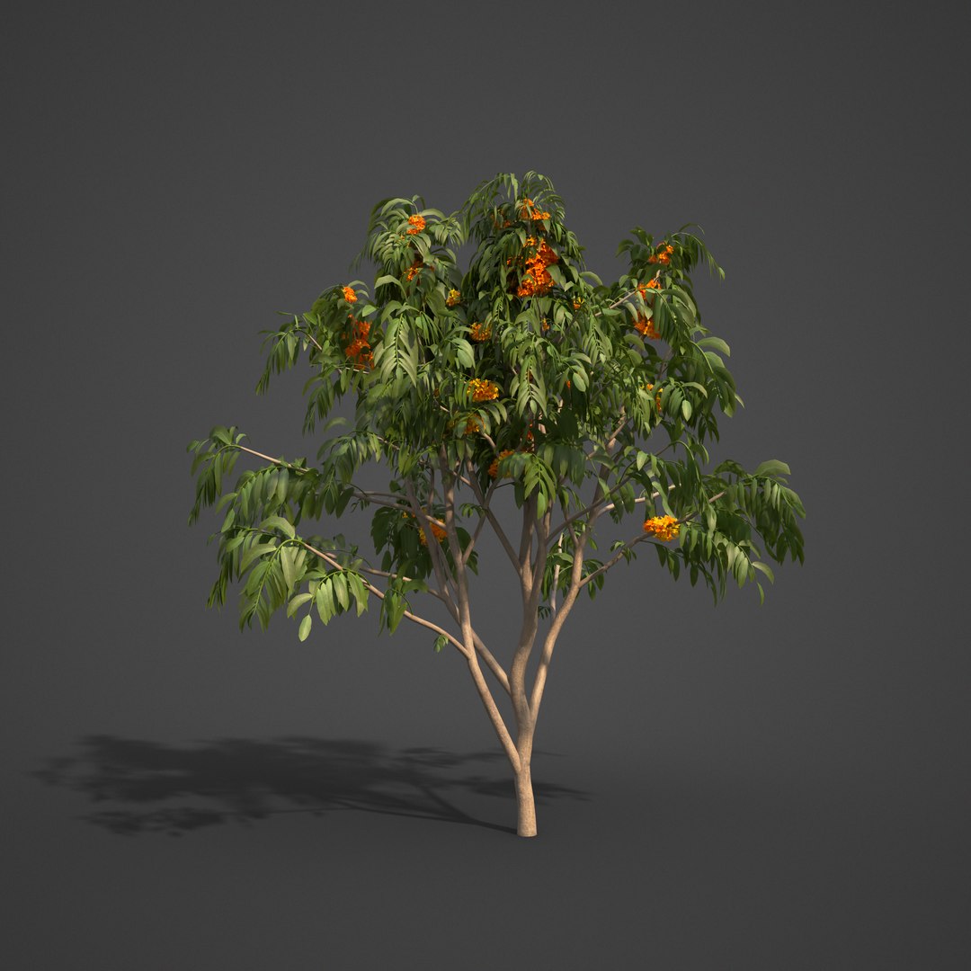 Ashoka Tree 3D Model - TurboSquid 1679694