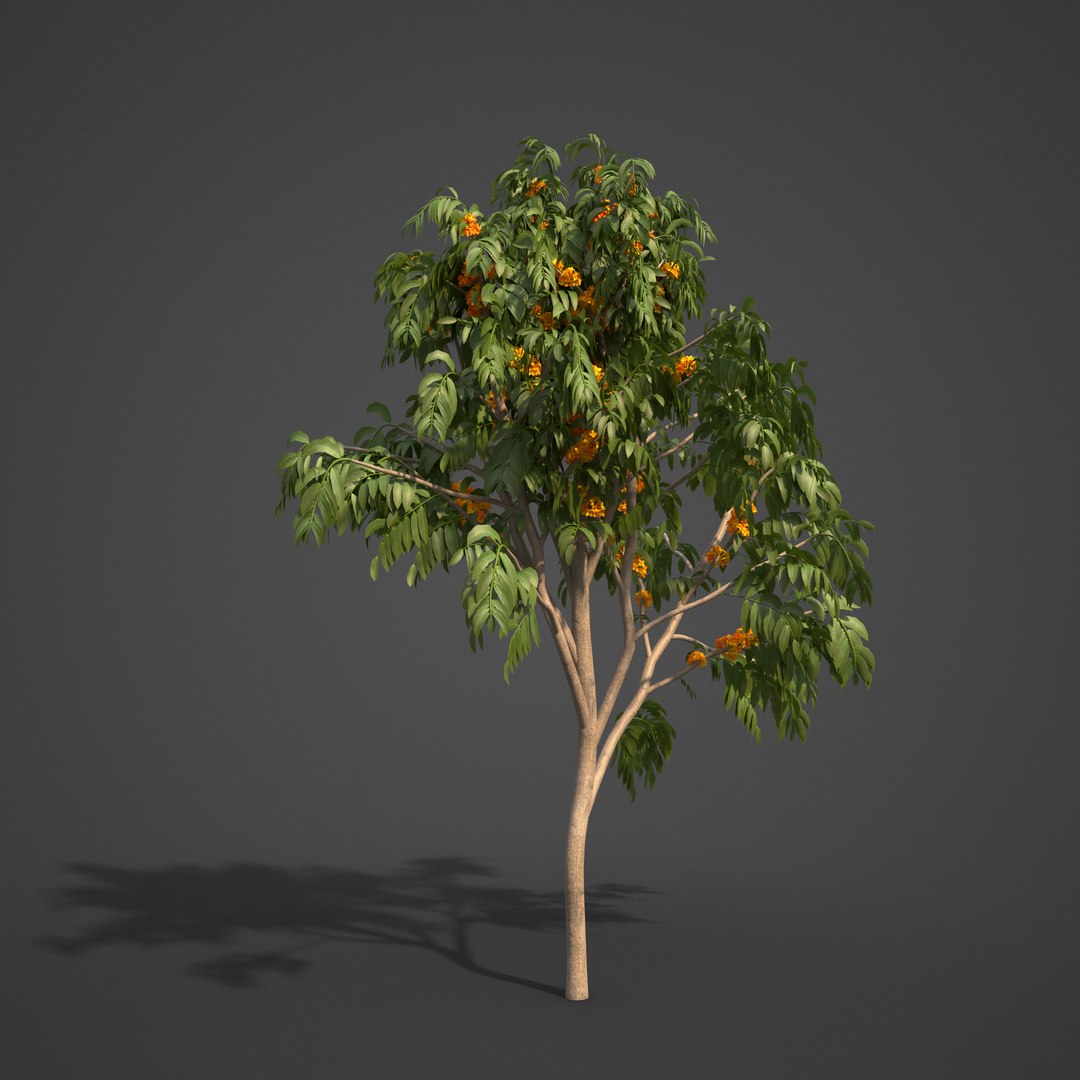 Ashoka Tree 3D Model - TurboSquid 1679694