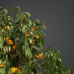 2021 PBR Avocado Tree Collection - Persea Americana 3D model ...
