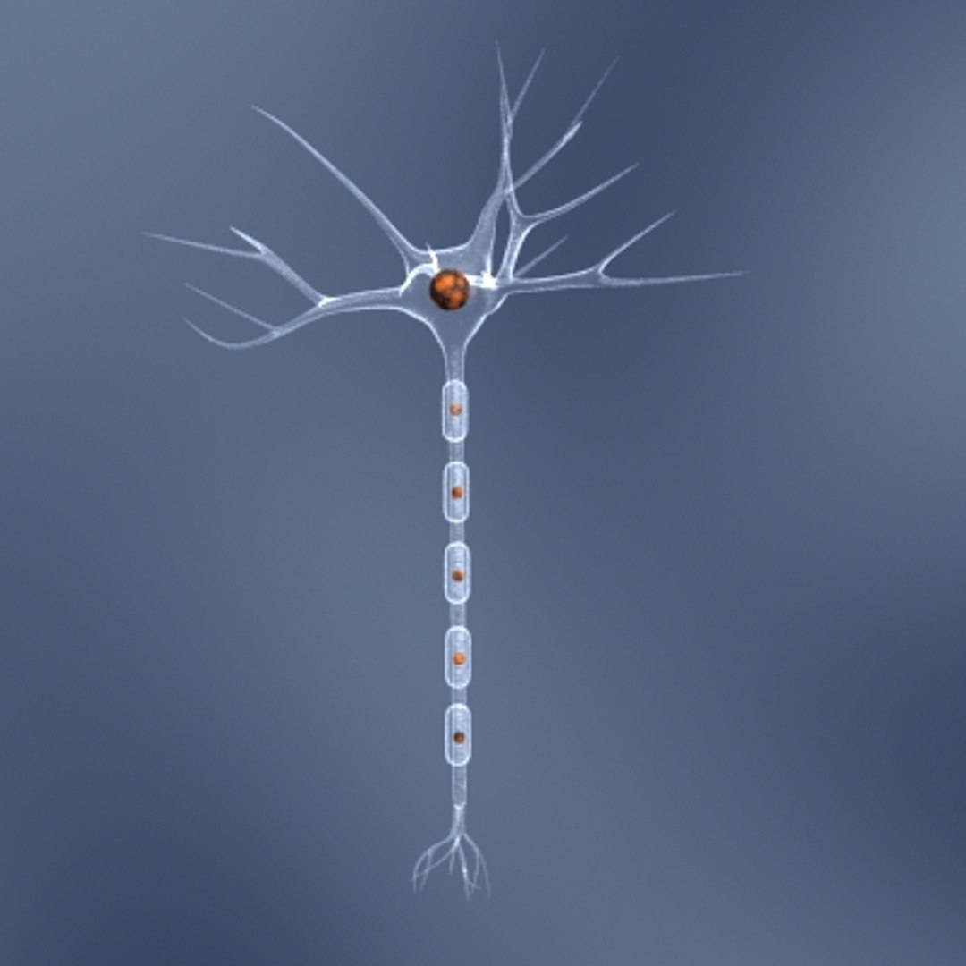 Neuron Cell 3d Model