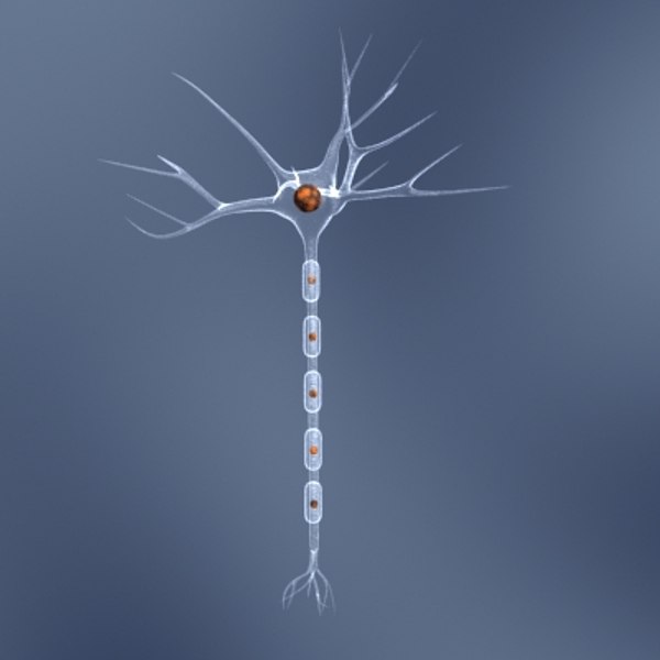 neuron cell 3d model