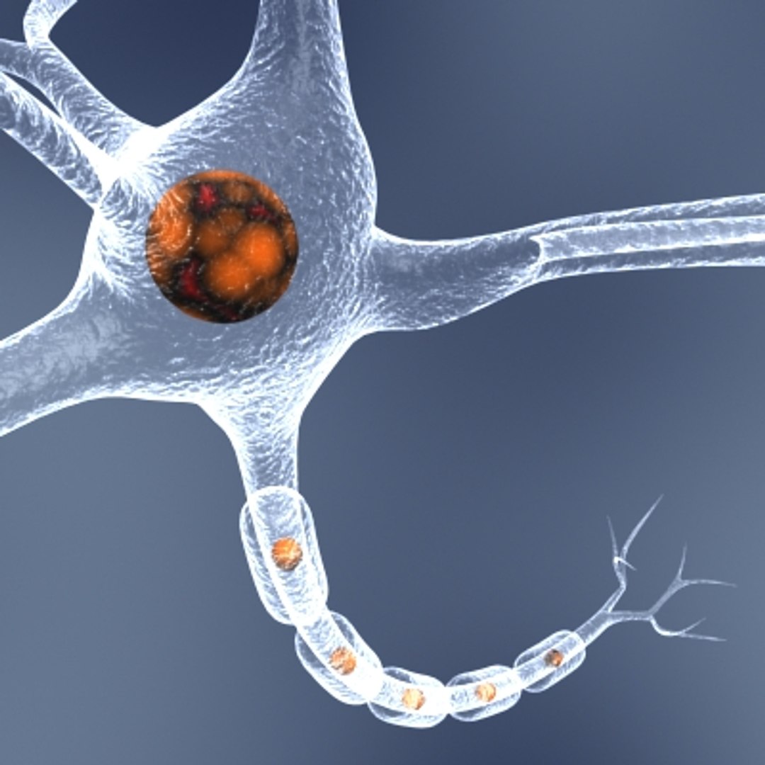 Neuron Cell 3d Model
