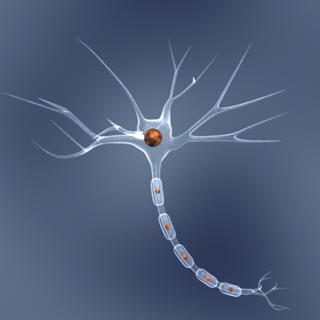 neuron cell 3d model