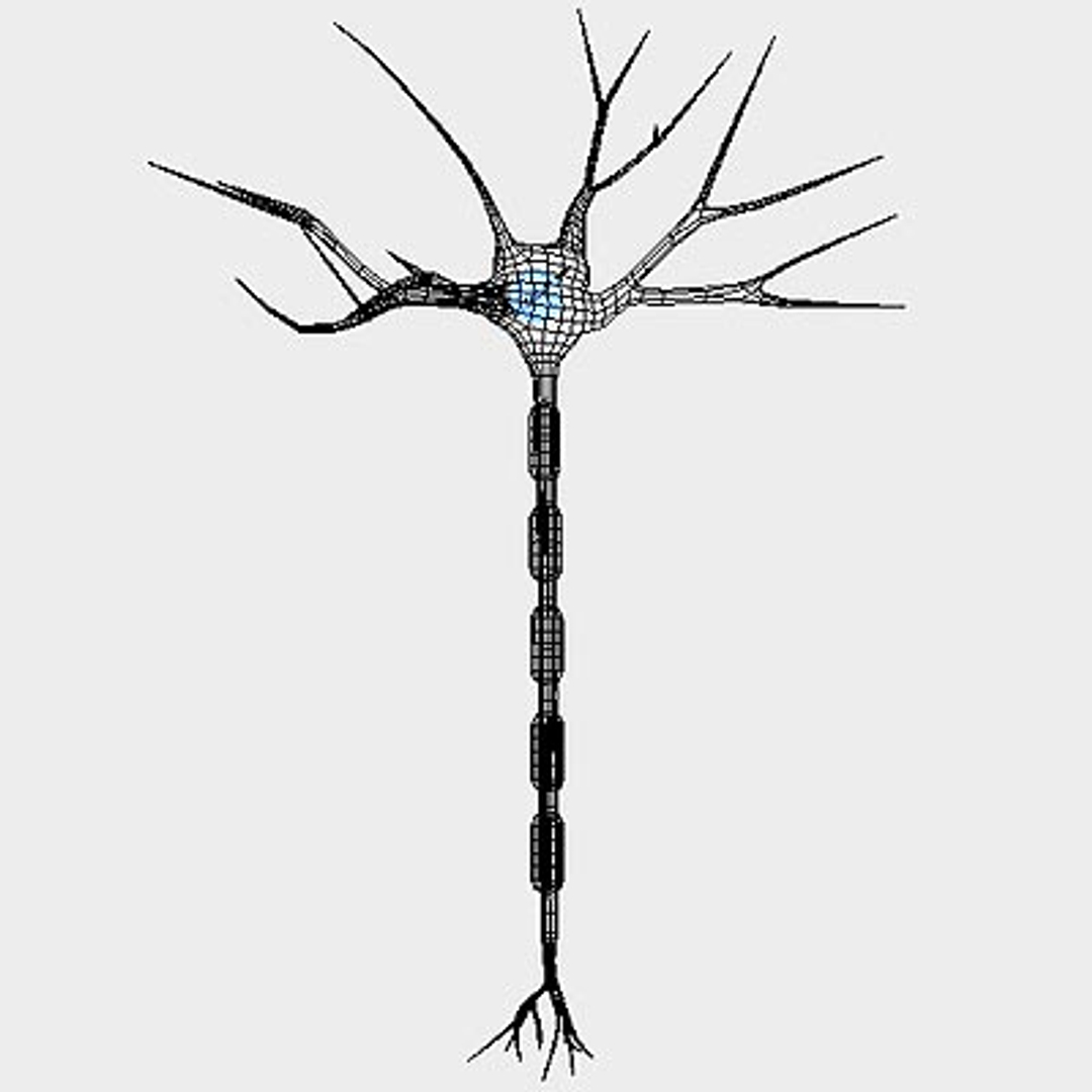 neuron cell 3d model