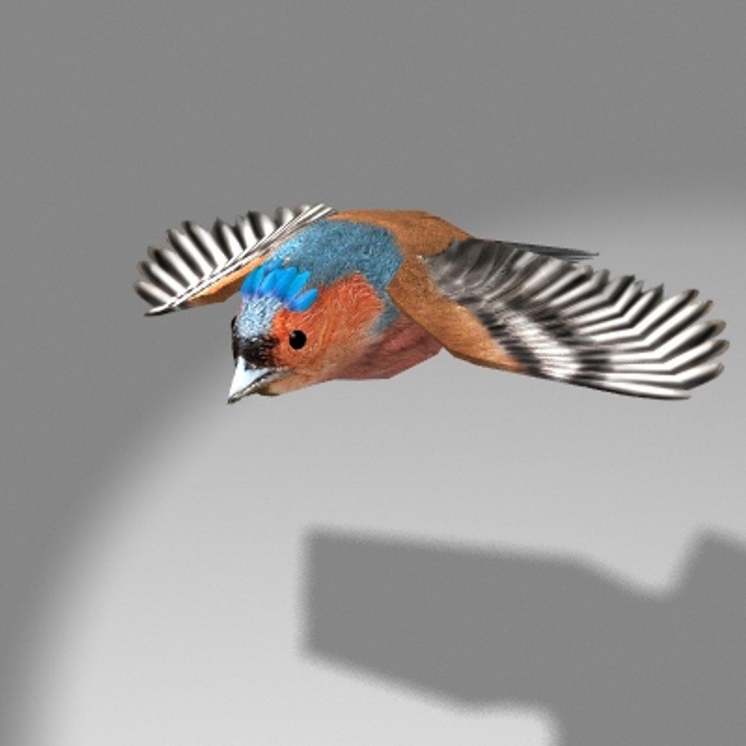 3d cute songbird chaffinch bird flying model