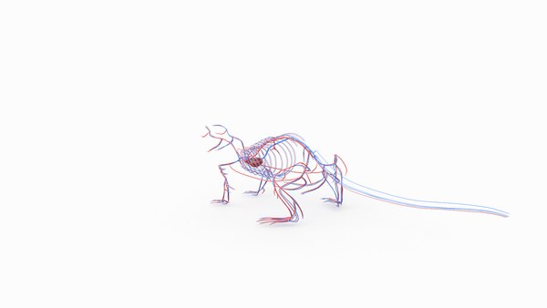 3D Rat Body Skeleton and Vascular System Static model - TurboSquid 1892111