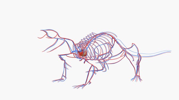 3D Rat Body Skeleton and Vascular System Static model - TurboSquid 1892111