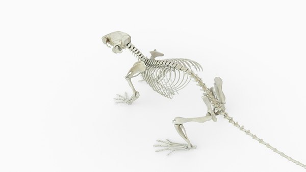 3D Rat Body Skeleton and Vascular System Static model - TurboSquid 1892111