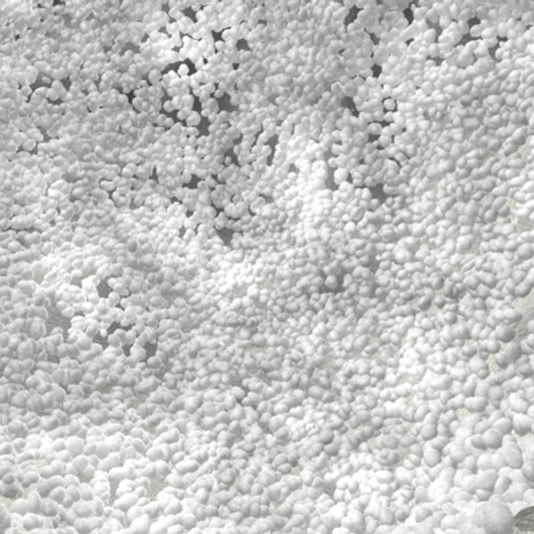 Colony Cocci Bacterias Max