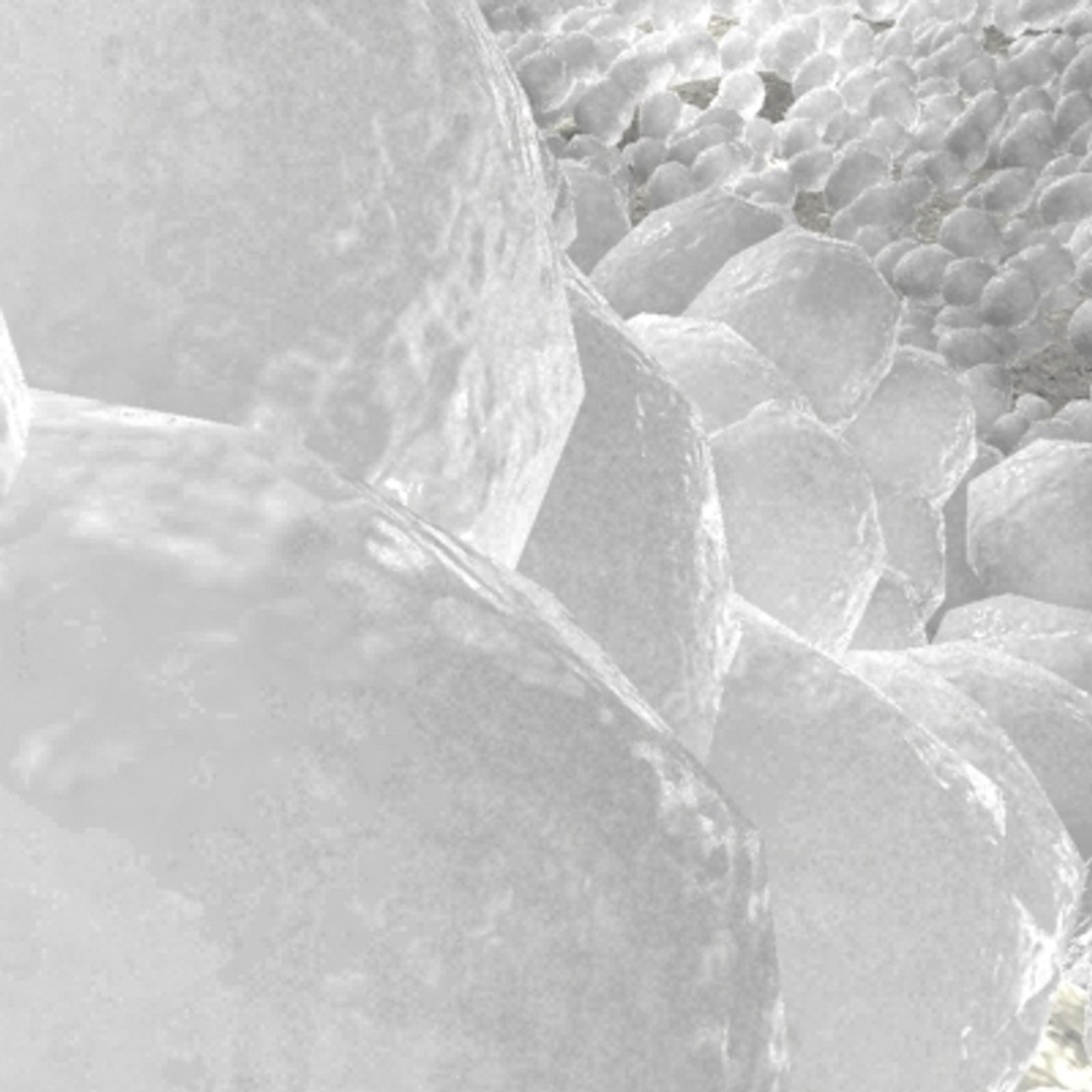 Colony Cocci Bacterias Max