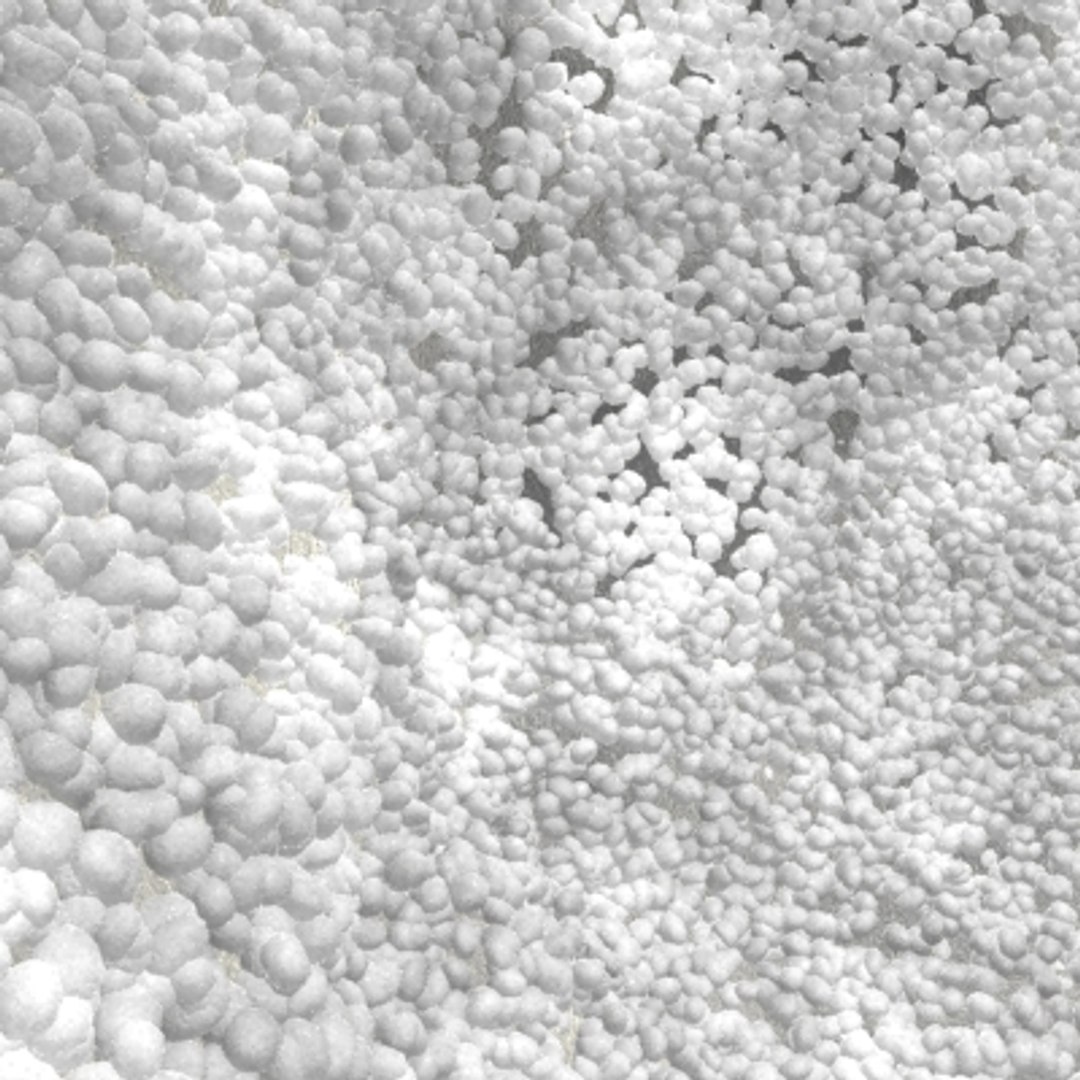 Colony Cocci Bacterias Max