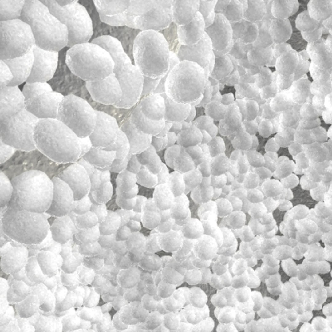 Colony Cocci Bacterias Max