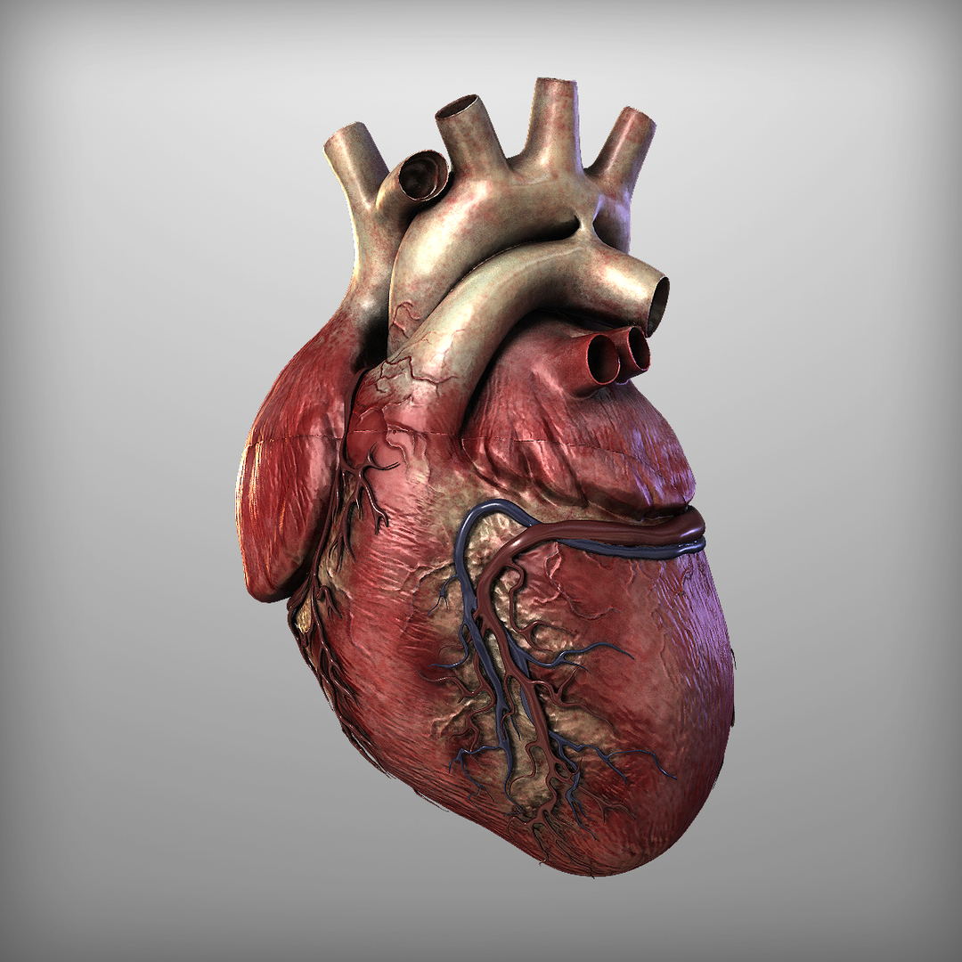 Real Human Heart Images 1,048 Real Human Heart Stock Photos Free