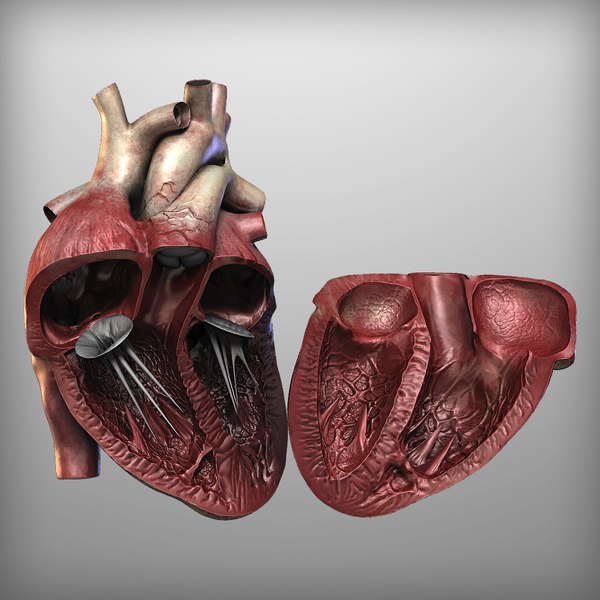 3d human heart