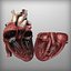 3d Human Heart