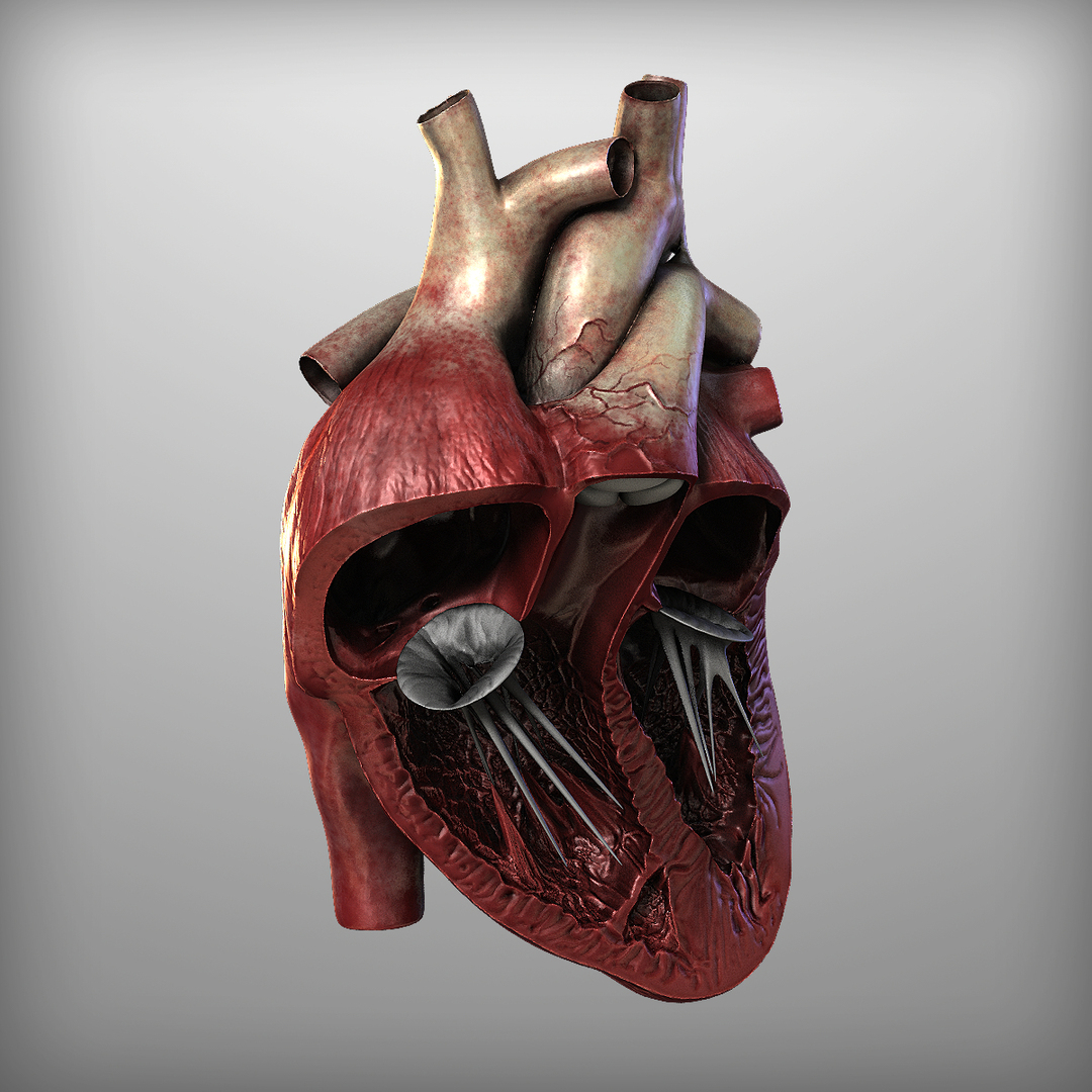 3d Human Heart