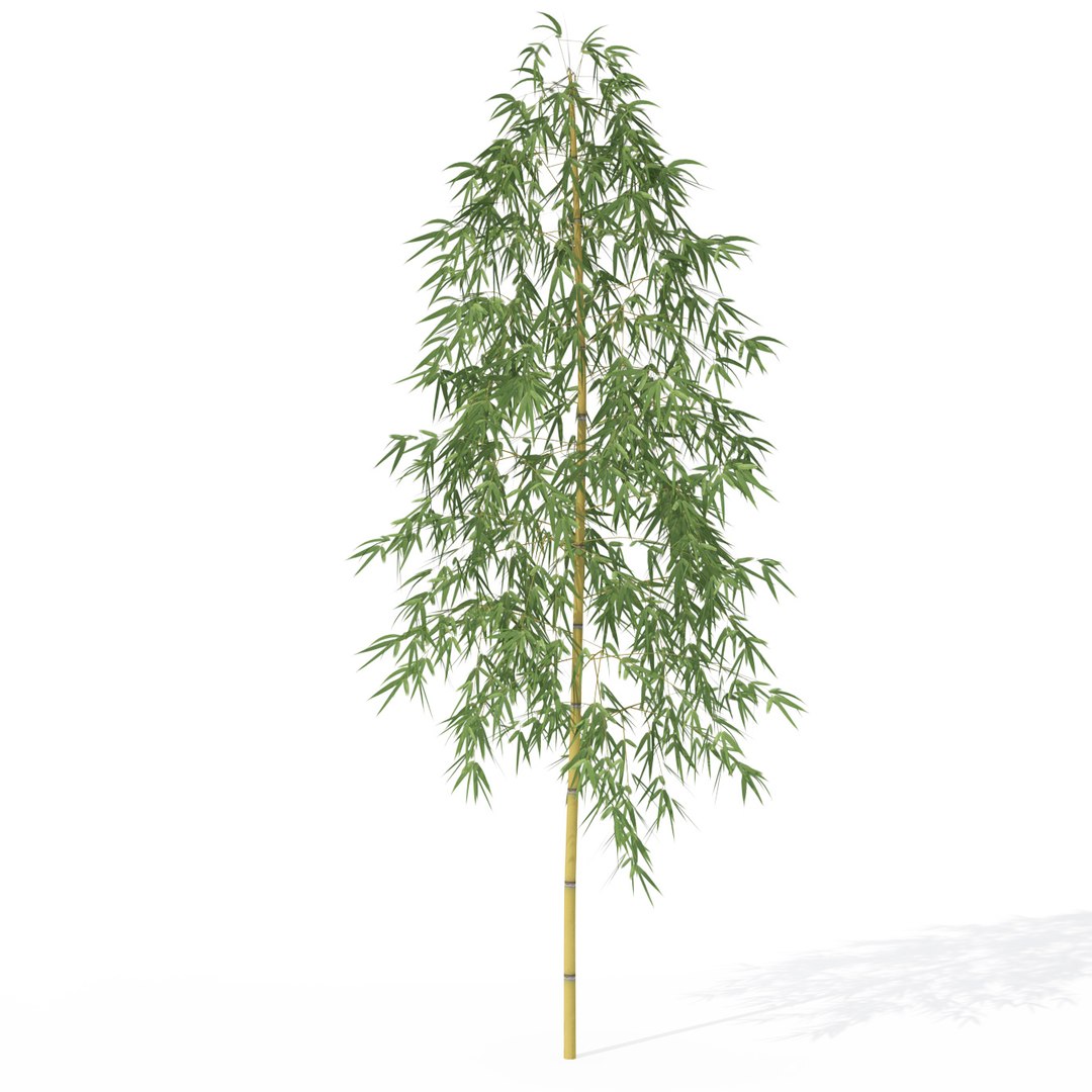 Hachiku Bamboo Plant 3d Model