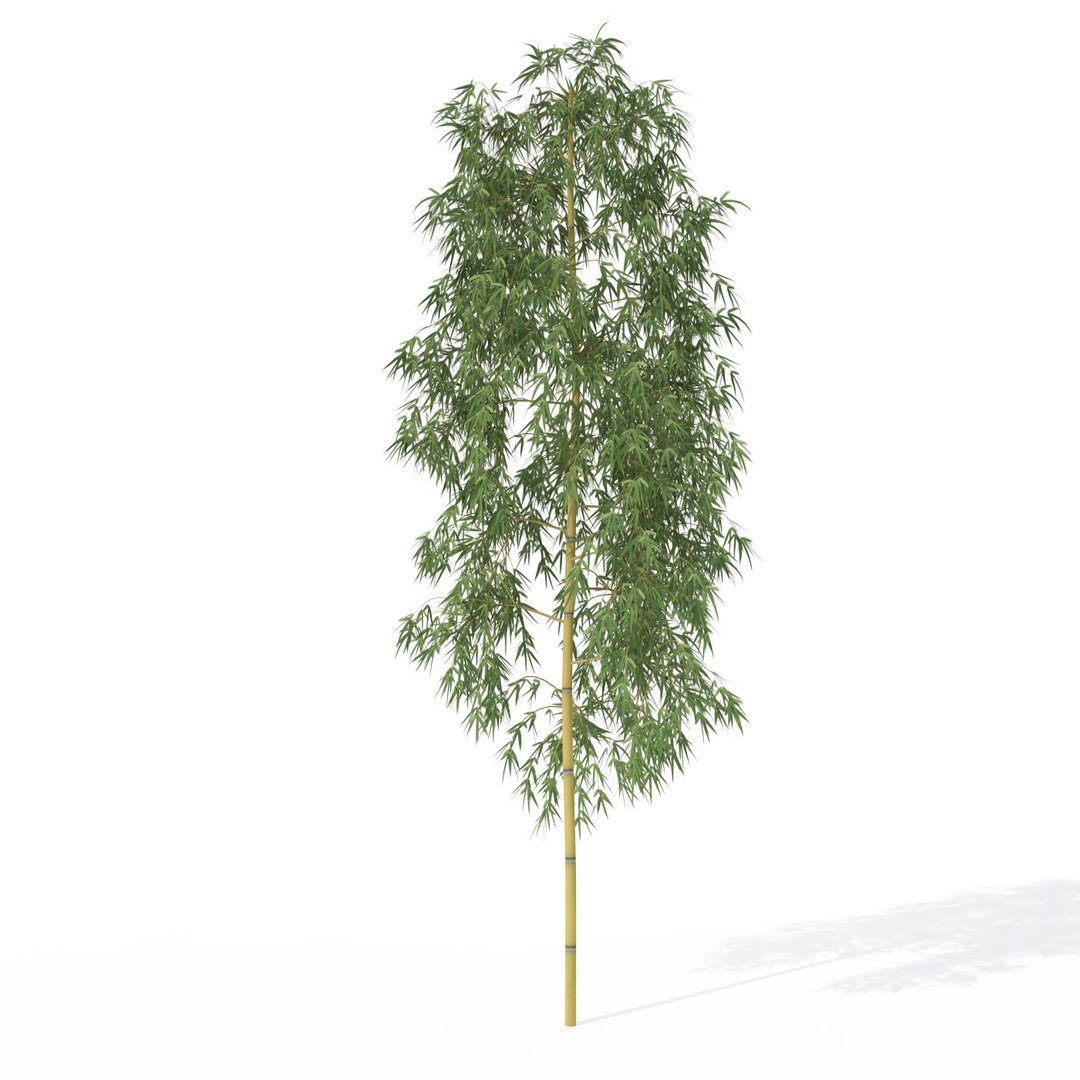 Hachiku Bamboo Plant 3d Model