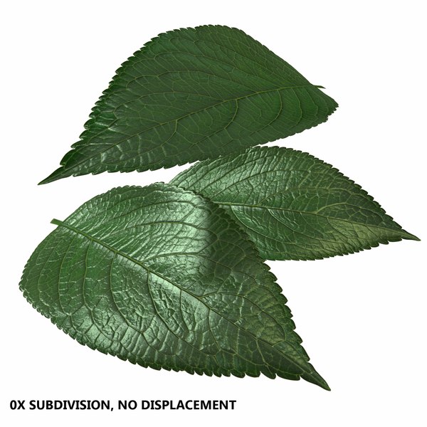 realistic leaf 3d model