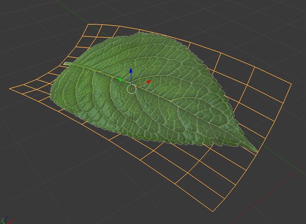 realistic leaf 3d model