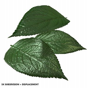 3d Realistic Leaf