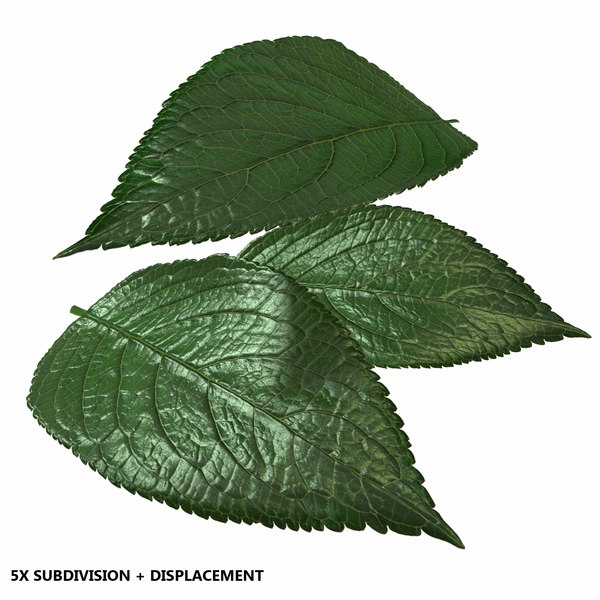 realistic leaf 3d model