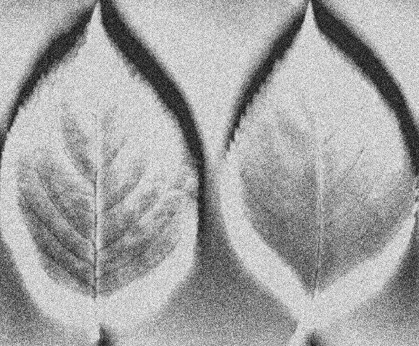 realistic leaf 3d model