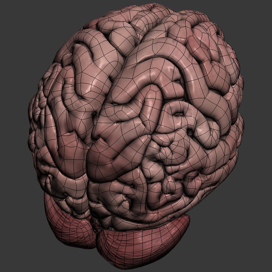 Dugm01 Human Brain 3d Model