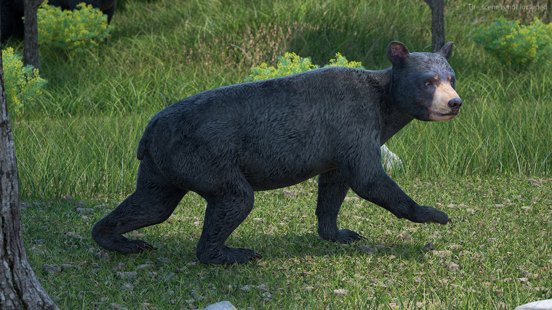 Young Black Bear Rigged For Cinema 4D Model - TurboSquid 2268668