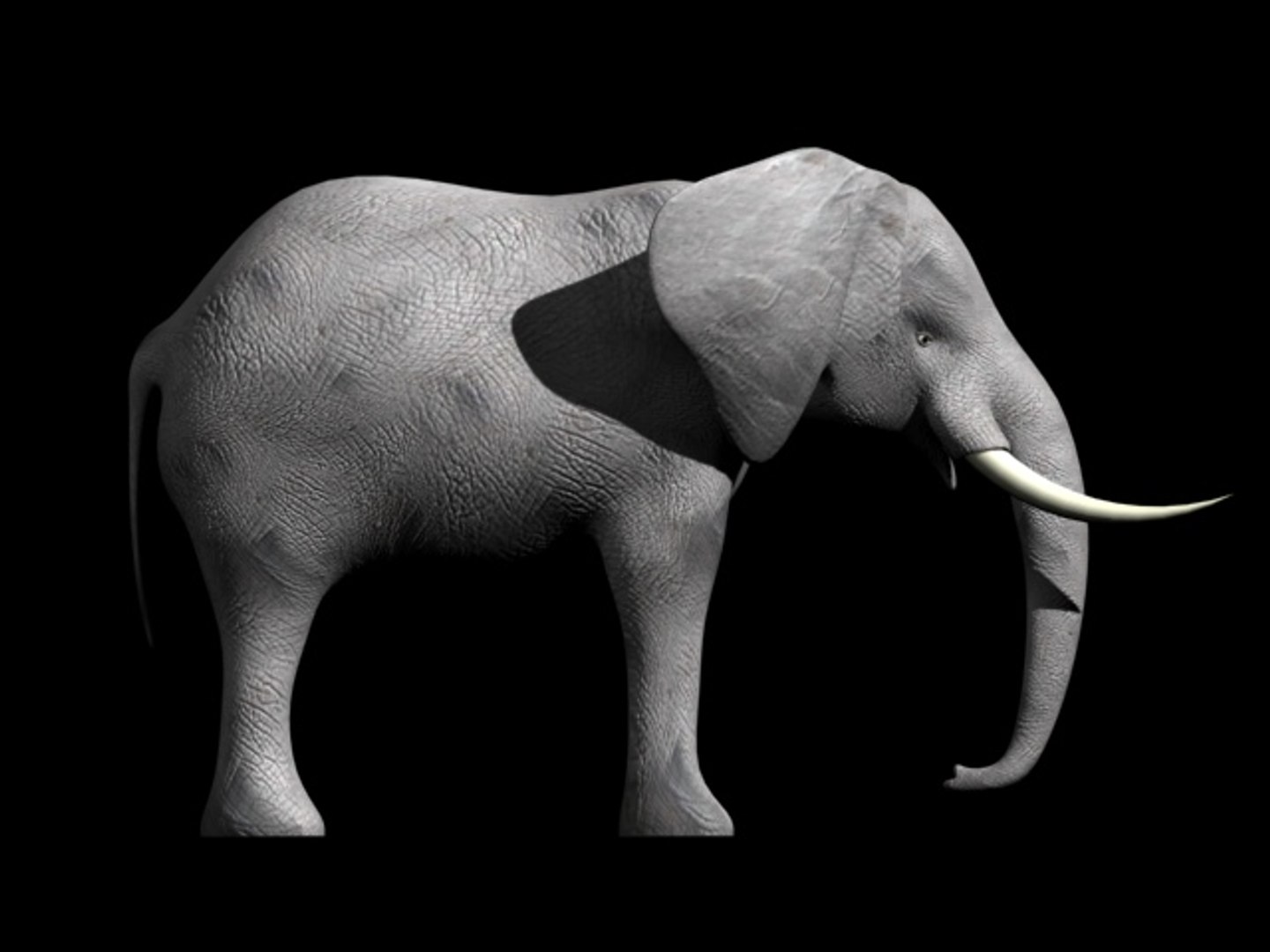 Elephant Animation 3d 3ds