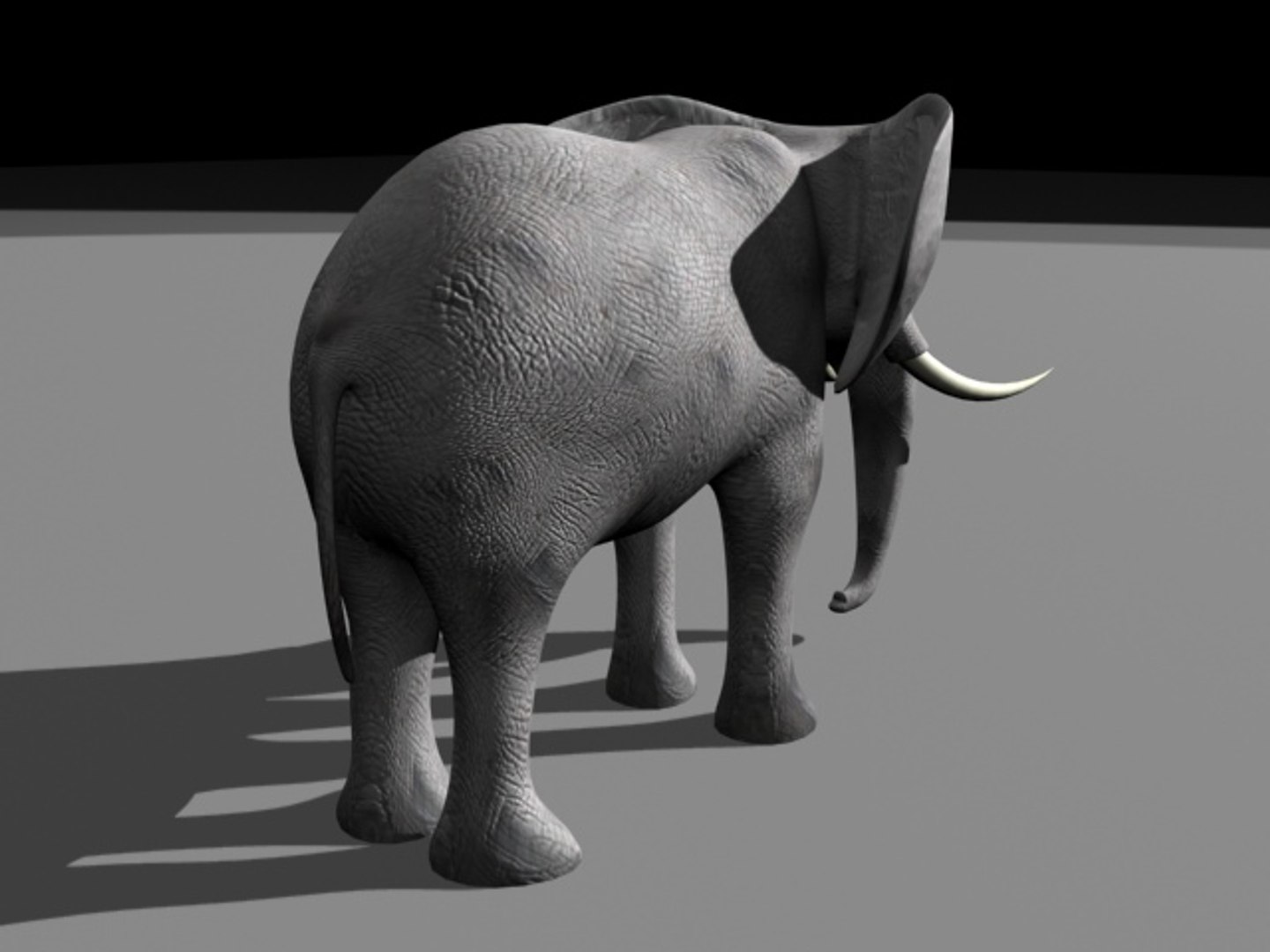 Elephant Animation 3d 3ds