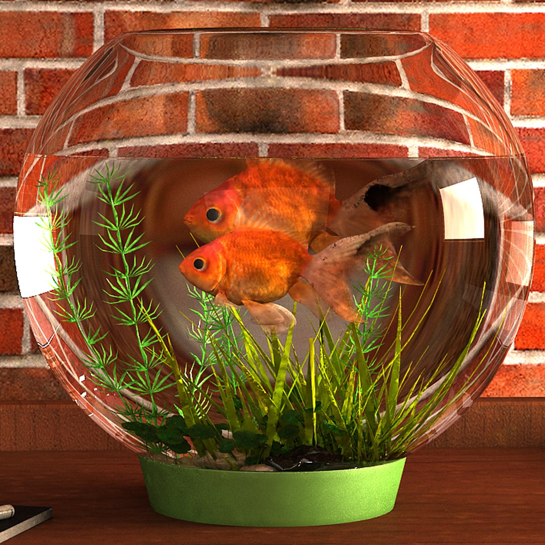 Gold Fish Aquarium 3D Model - TurboSquid 1214709