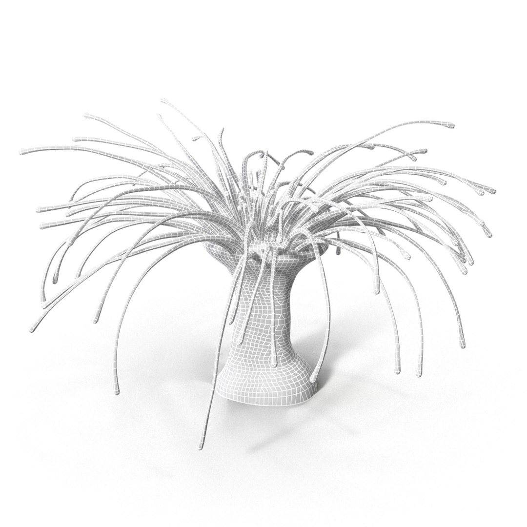 3d Actinia Aquarium Plant Model